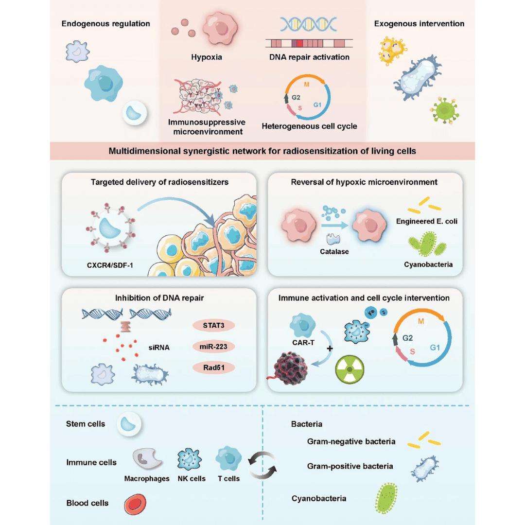 Advances in the Application of Living Cells in Tumor Radiosensitization ...