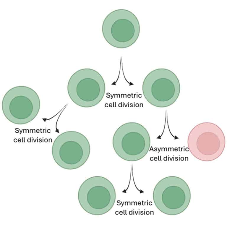 Asymmetric Cell Division as a Mechanistic Contributor to Cancer with a ...