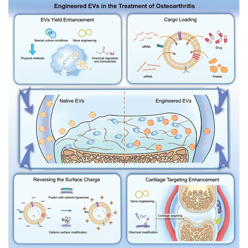 Engineering Extracellular Vesicles for Osteoarthritis Treatment: From ...