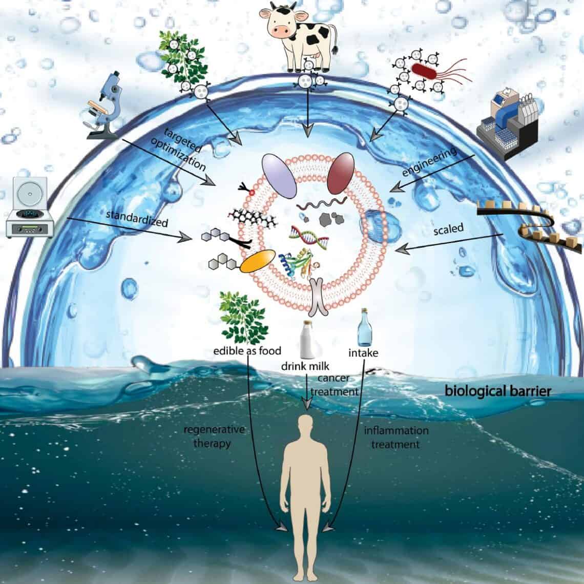 Exogenous Extracellular Vesicles as Emerging Platforms in Translational ...