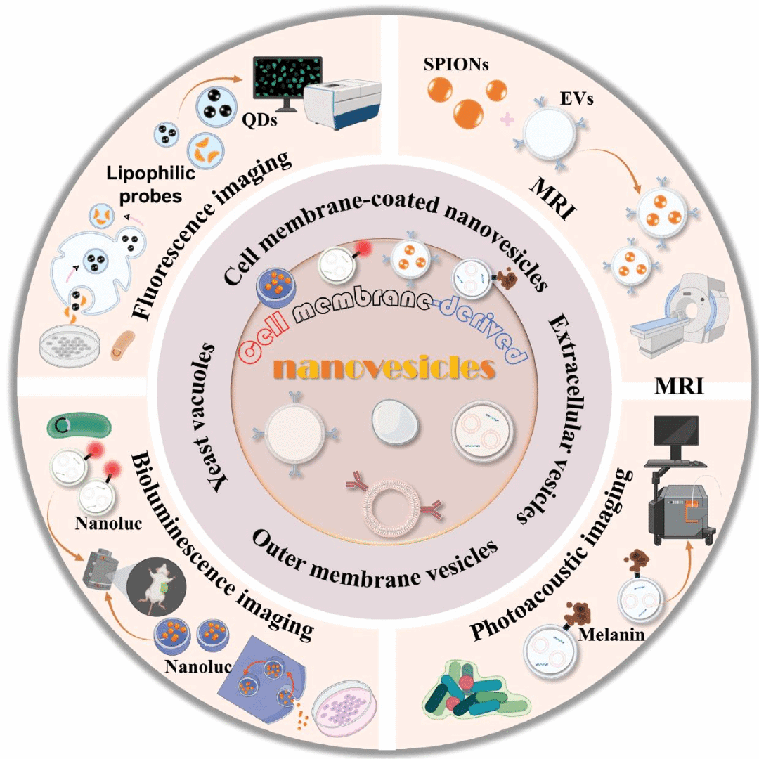 Harnessing Cell Membrane-Derived Nanovesicles for Enhanced Nanoprobes ...