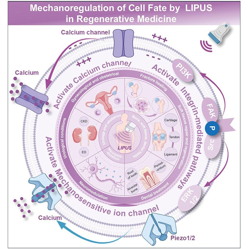 Mechanoregulation of Cell Fate by Low-intensity Pulsed Ultrasound ...
