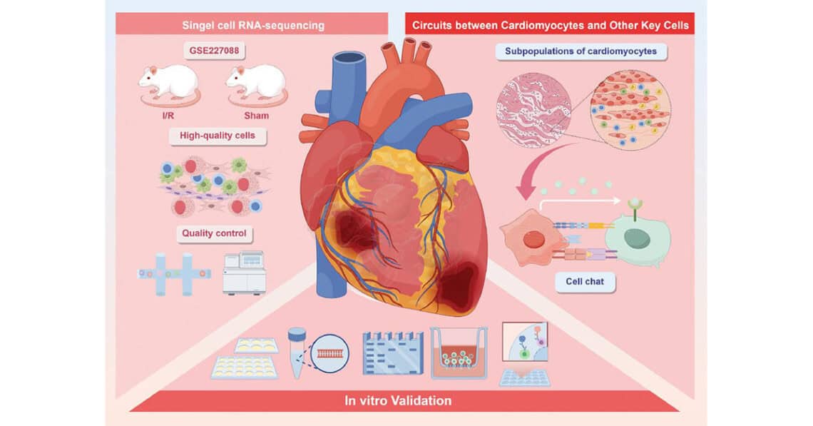 Single-Cell Omics Analysis Reveals Critical Cell Subtypes and their ...